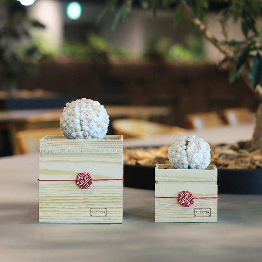 [PRESERVED FLOWER] CHAWAKA MARI WHITE PLUM | UJI TEA AND FLORAL DESIGN ...